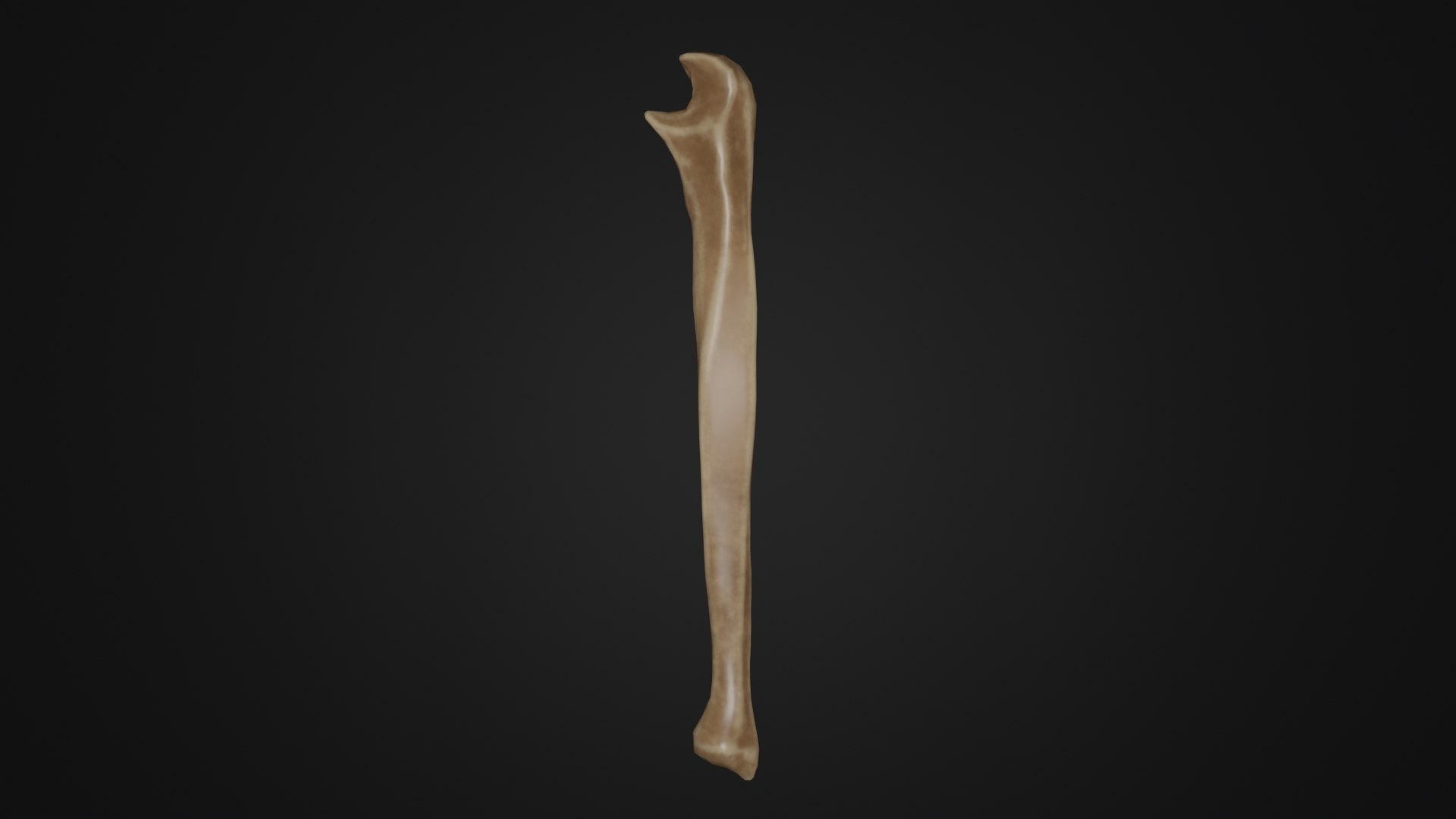 Human Anatomy-Skeletal System-Ulna Bone Model - TurboSquid 2216889