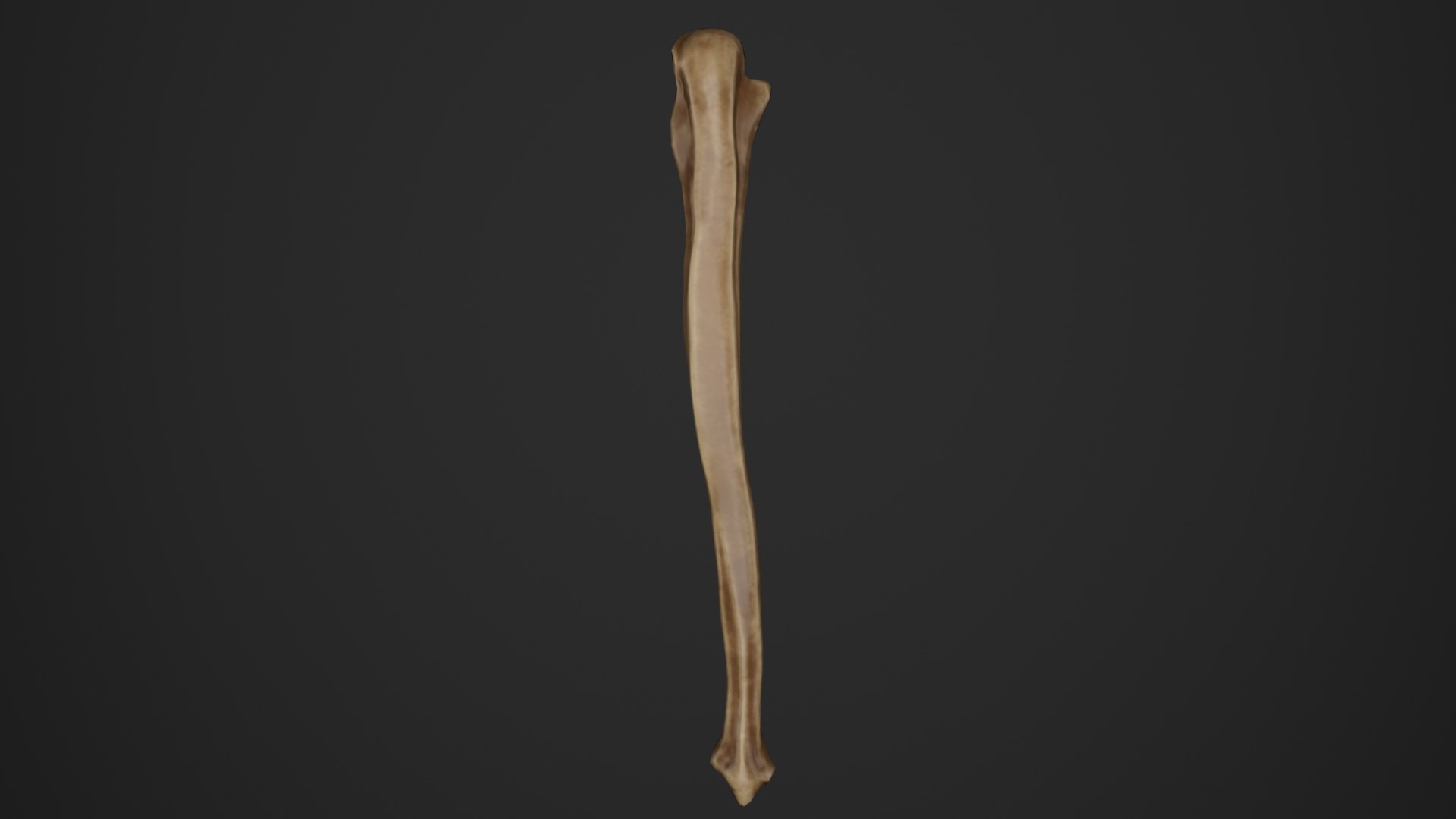 Human Anatomy-Skeletal System-Ulna Bone Model - TurboSquid 2216889