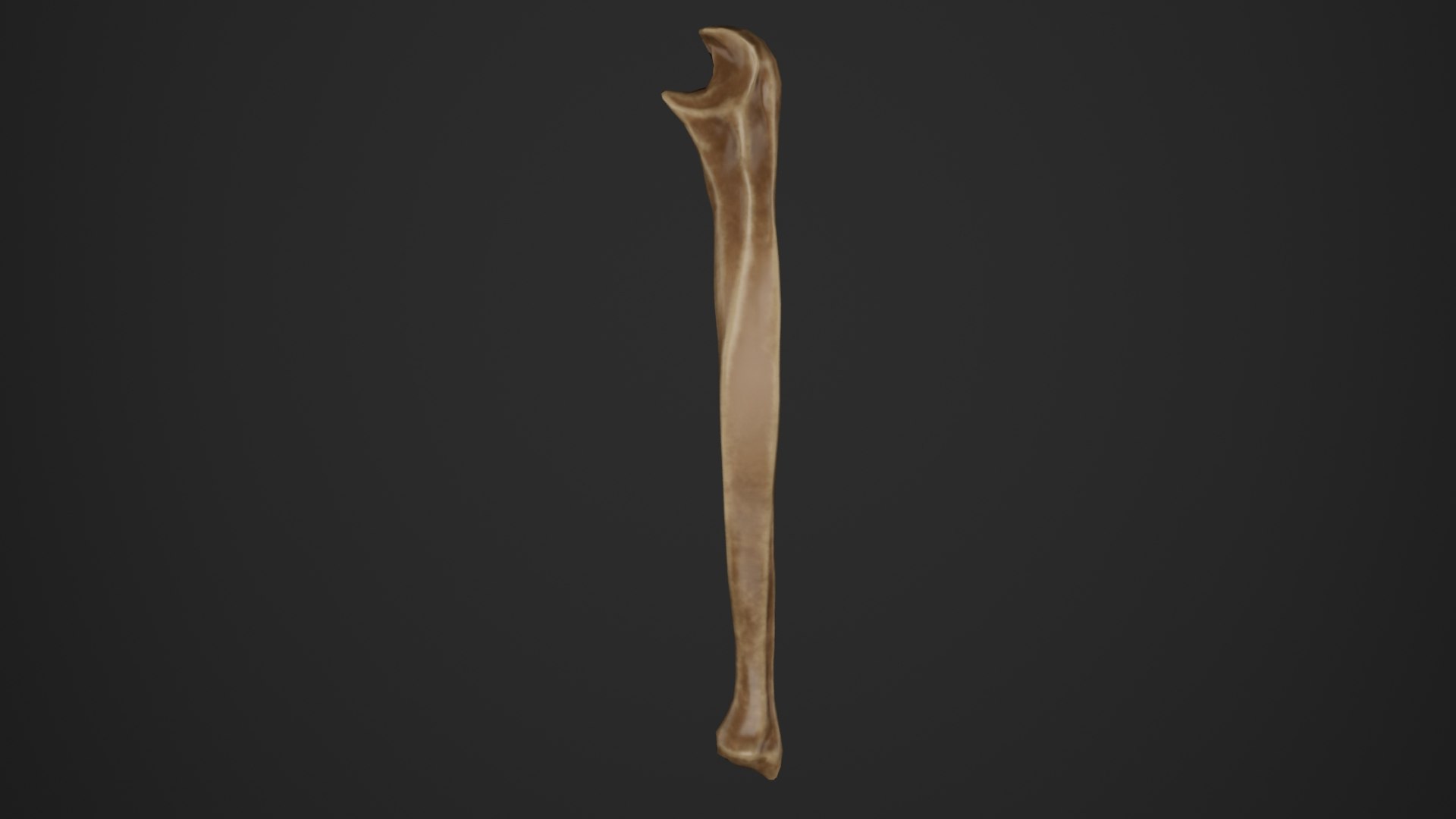 Human Anatomy-Skeletal System-Ulna Bone Model - TurboSquid 2216889