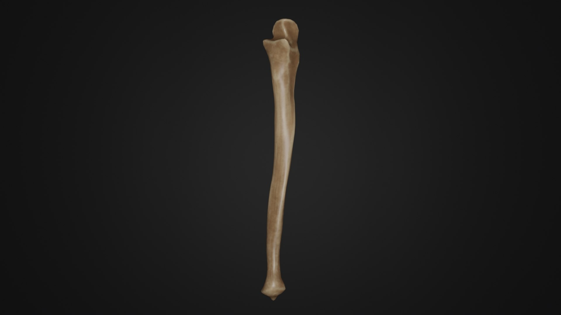 Human Anatomy-Skeletal System-Ulna Bone Model - TurboSquid 2216889