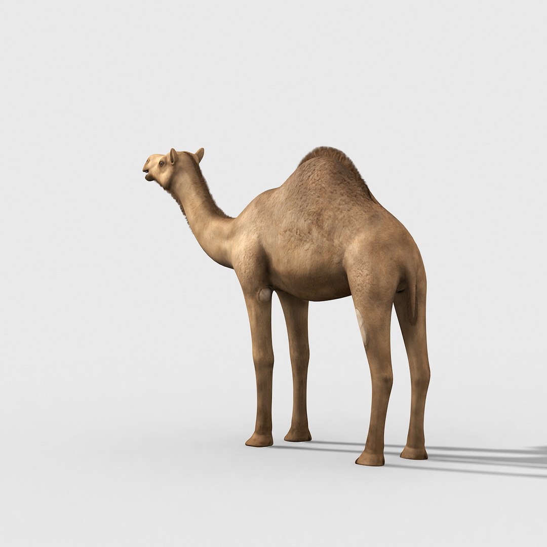 Max Camel
