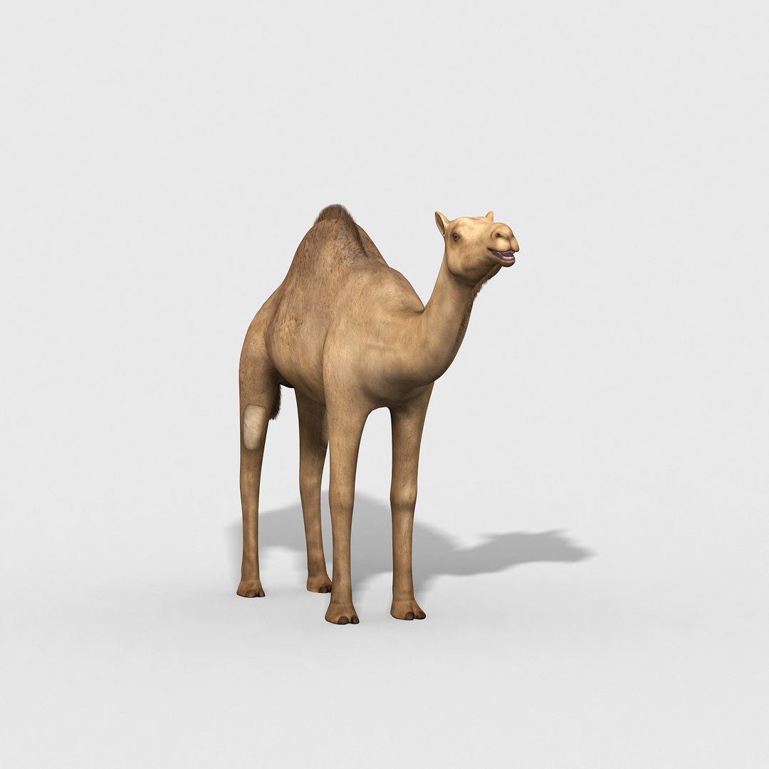 Max Camel
