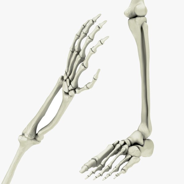 Skeletal Hand 3D Models for Download | TurboSquid