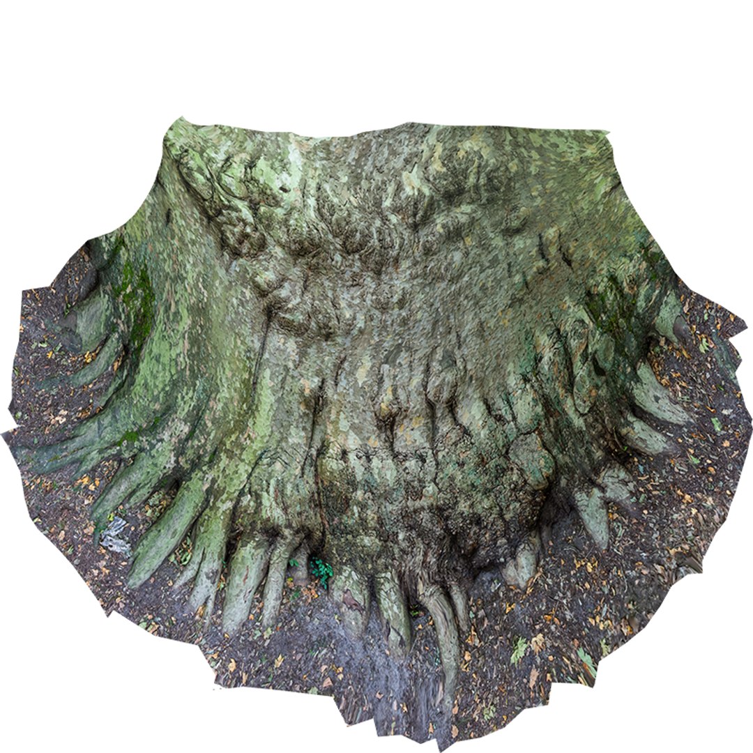 3D Oak Tree Trunk With A Lot Of Roots Model - TurboSquid 1765347