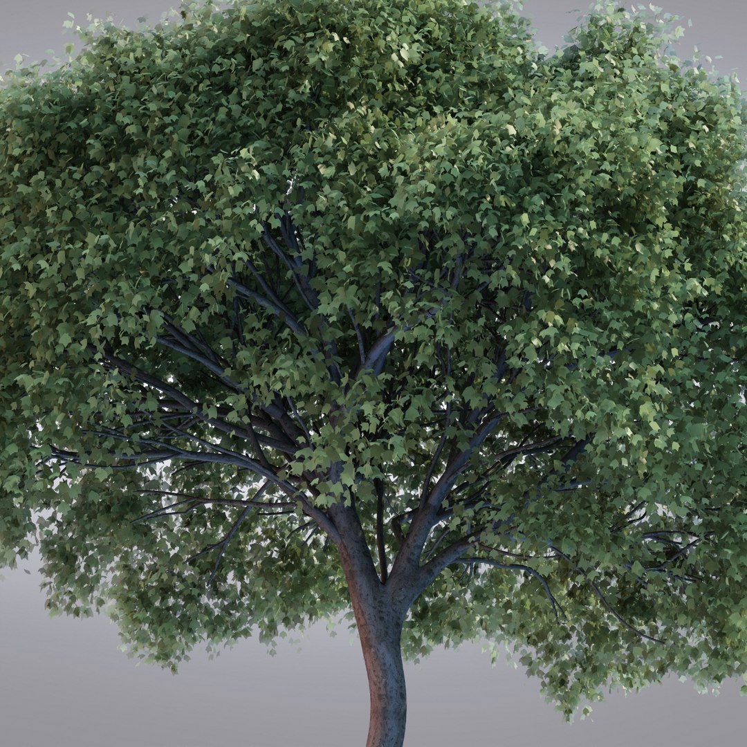 3d Hi Realistic Series Tree