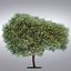 3d Hi Realistic Series Tree