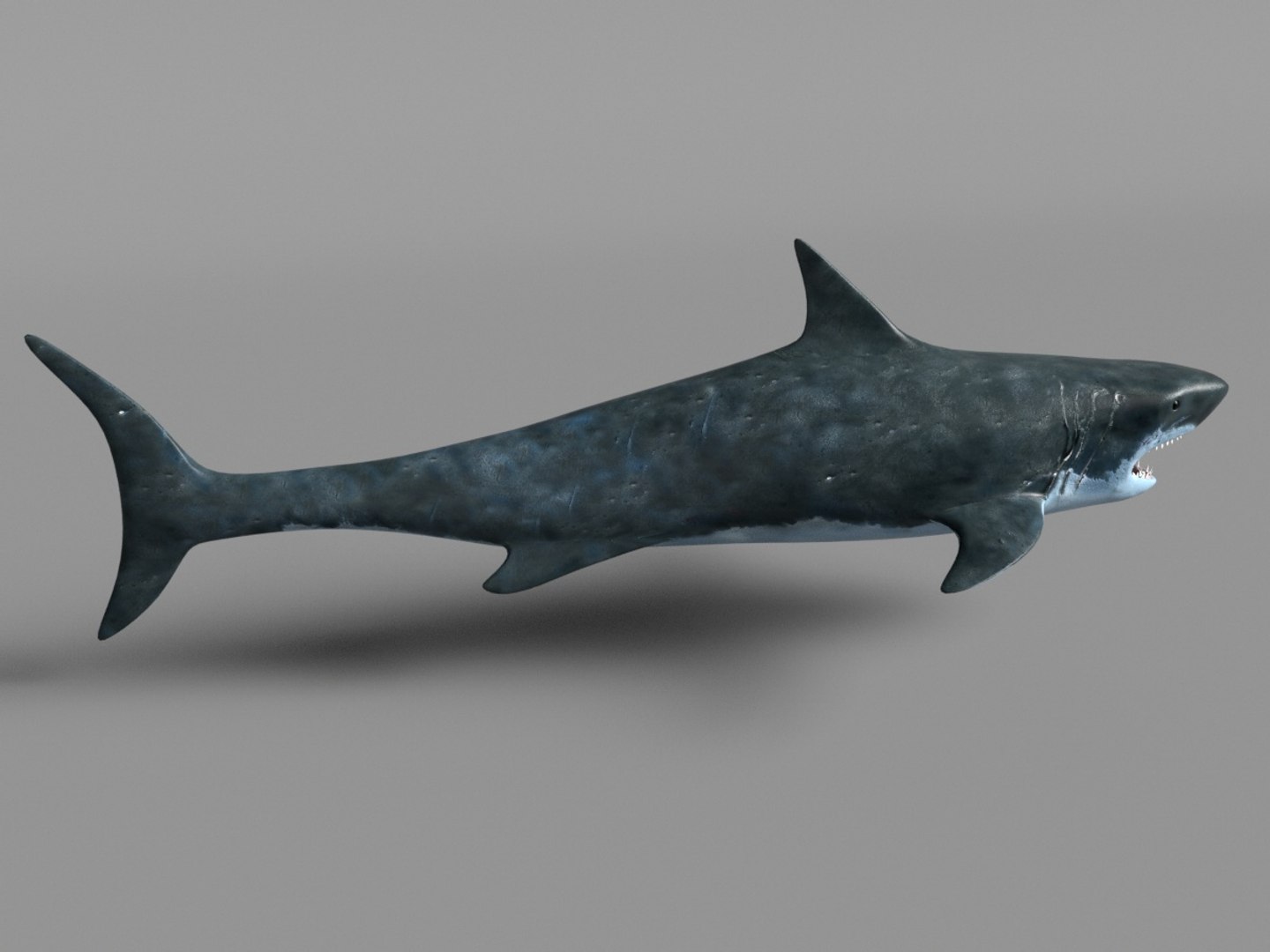 3D Tiburon Shark Model - TurboSquid 1426649