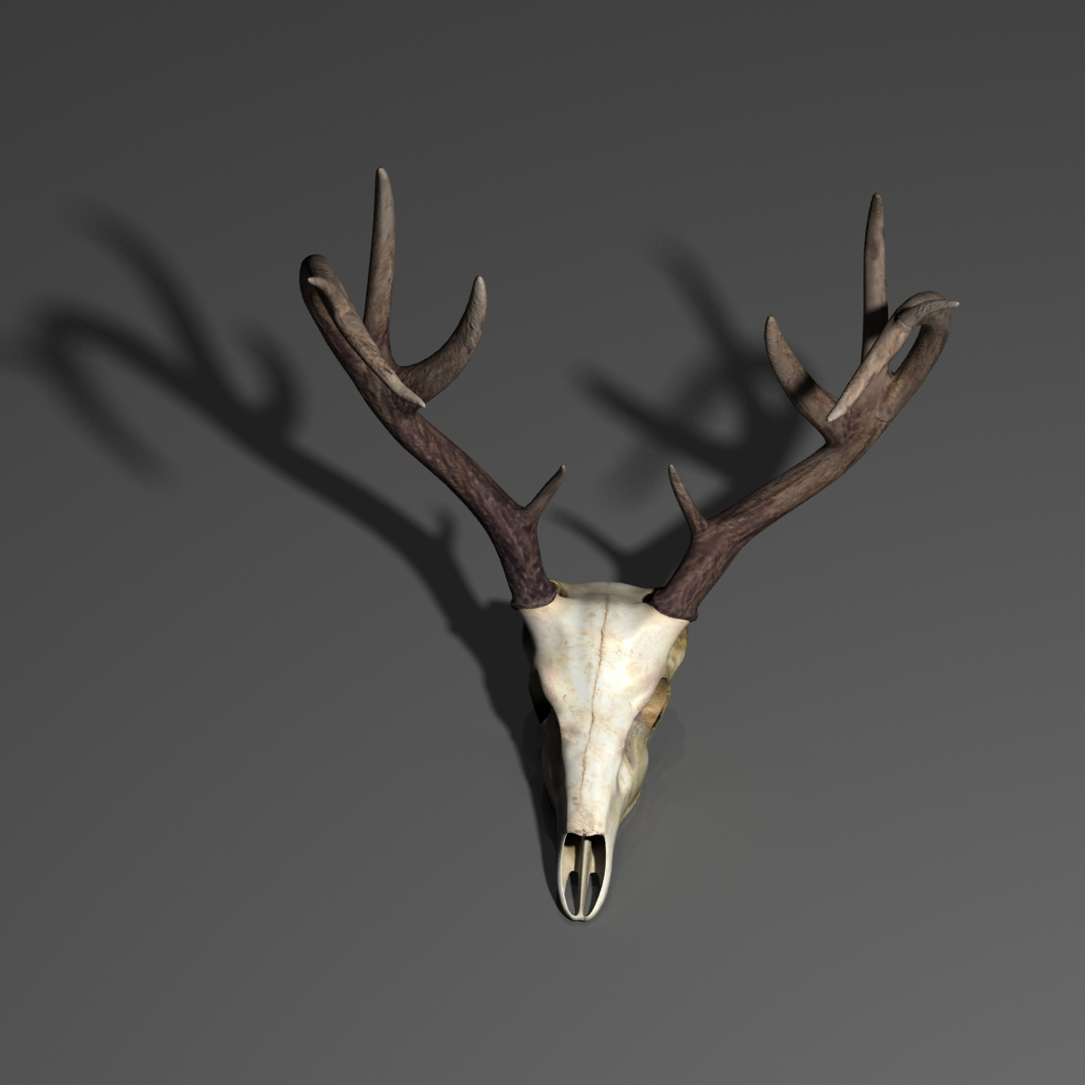 3d model deer skull