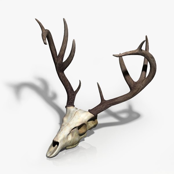 bird skull obj