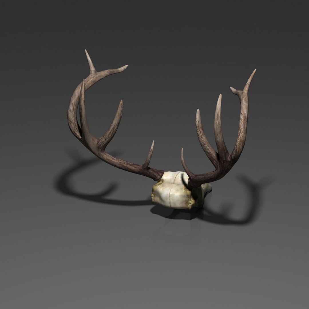 3d Model Deer Skull