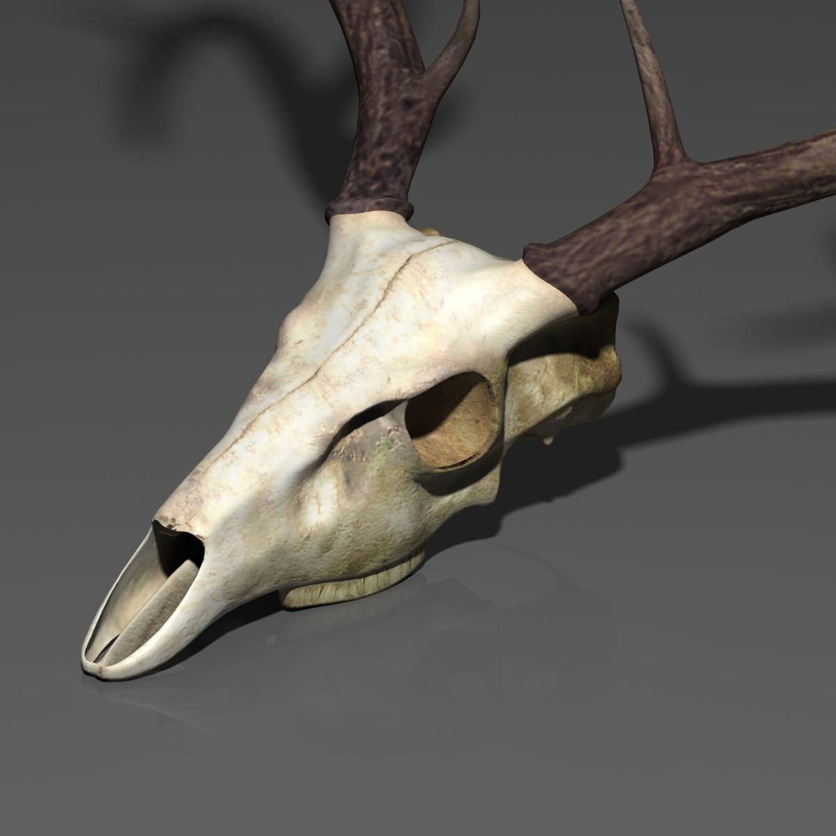 3d model deer skull