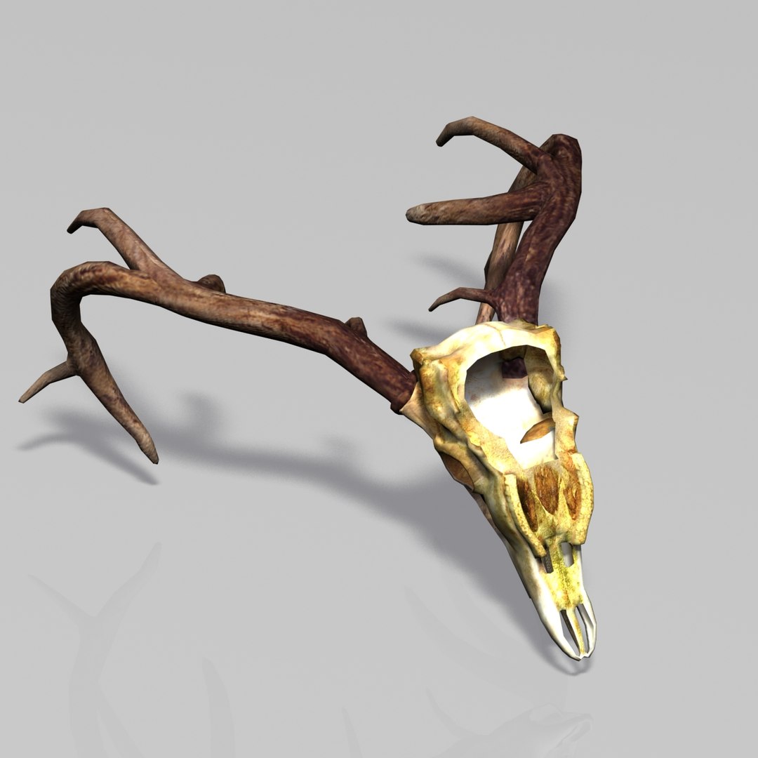 3d Model Deer Skull
