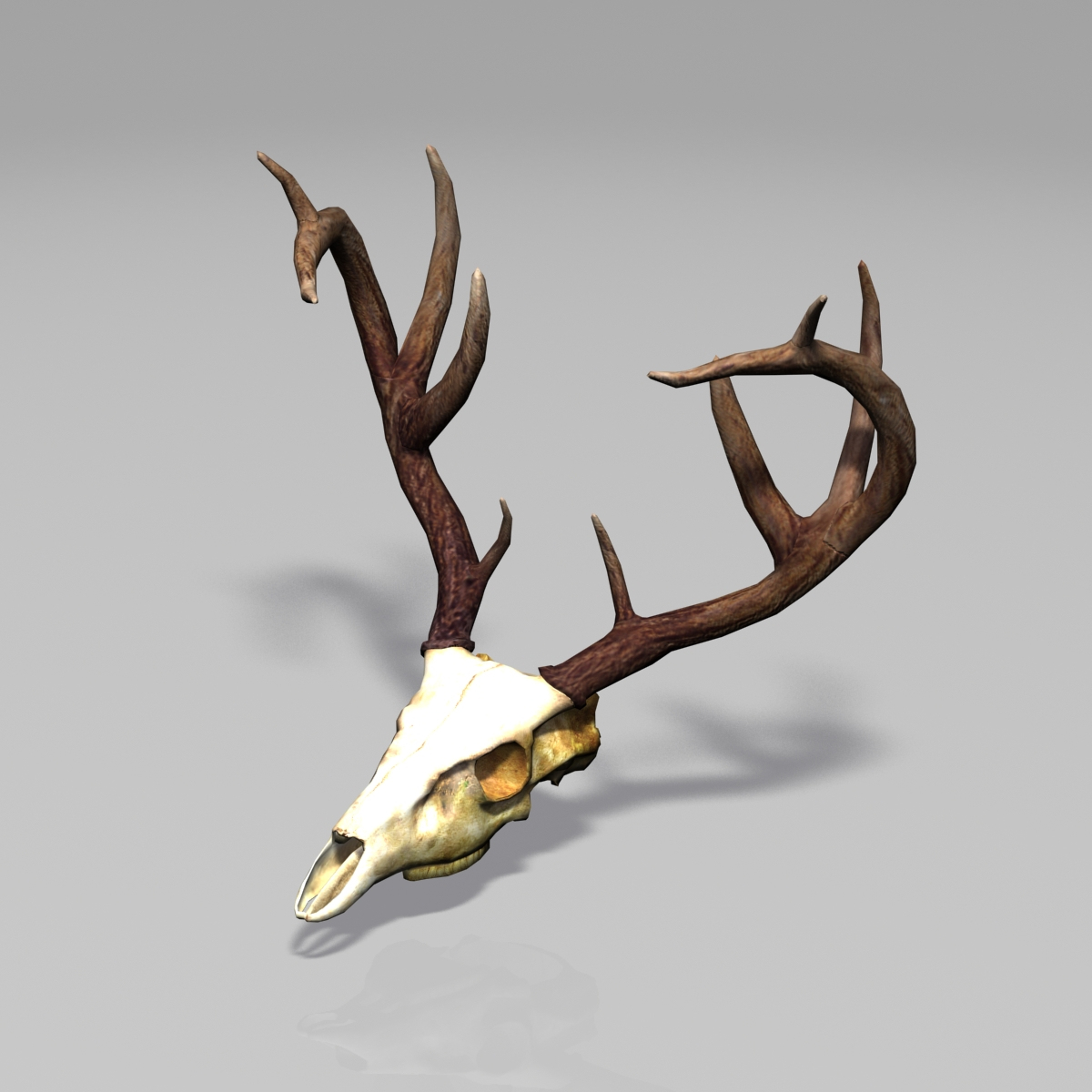 3d model deer skull