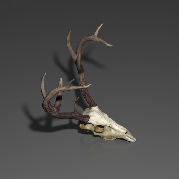 3d model deer skull