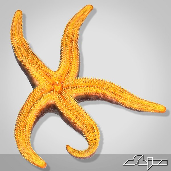 3d model starfish rigged star
