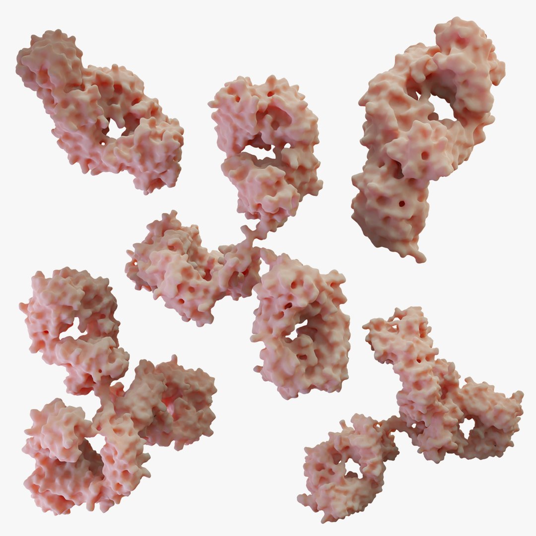 Antibody 3D model - TurboSquid 1840780