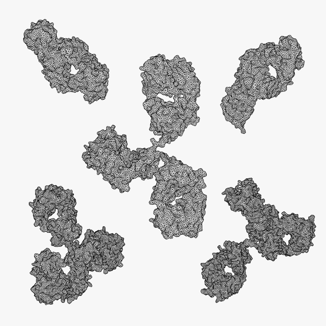 Antibody 3D model - TurboSquid 1840780