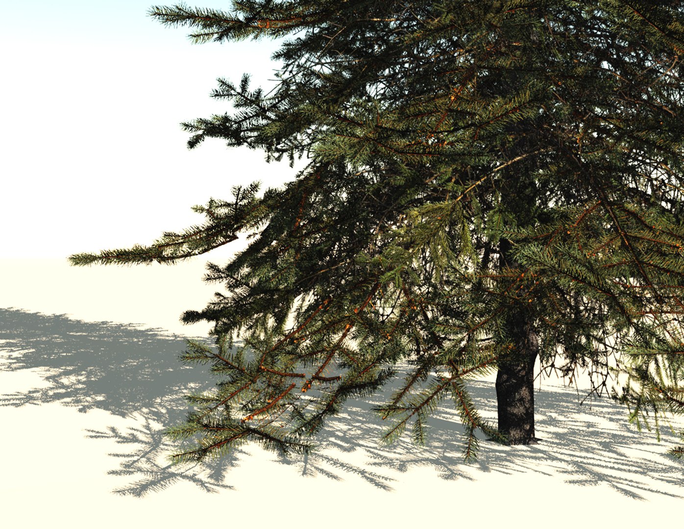 Fir Tree 3d C4d