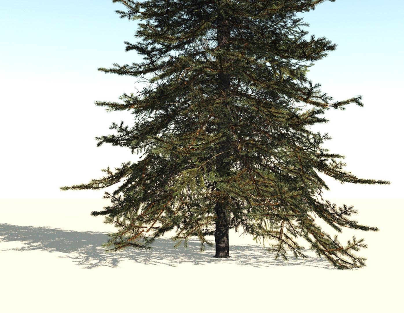 Fir Tree 3d C4d