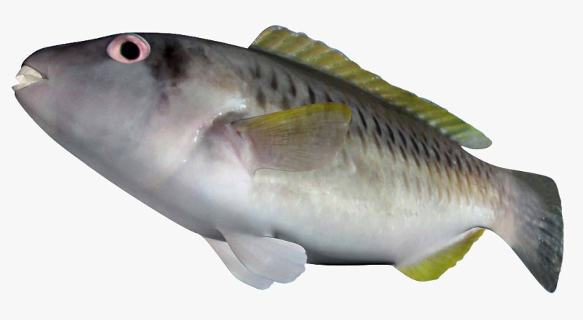 3d Princess Parrotfish Model