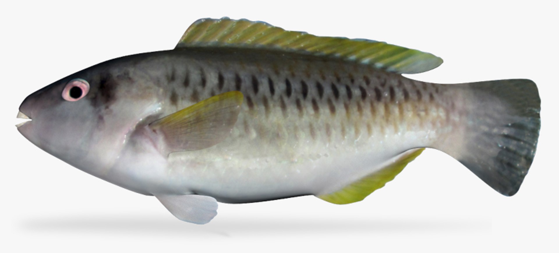 3d Princess Parrotfish Model