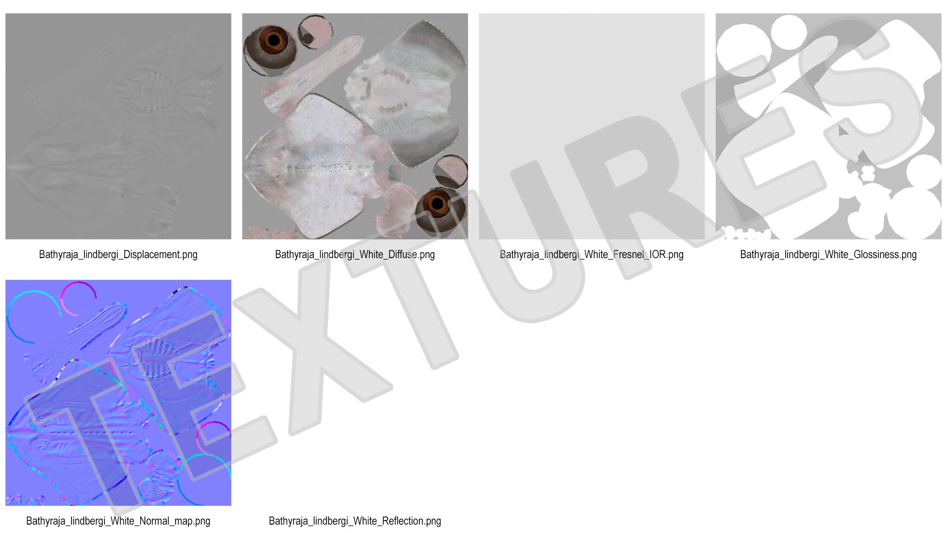 3D Model Bathyraja Lindbergi White Rigged - TurboSquid 2276786
