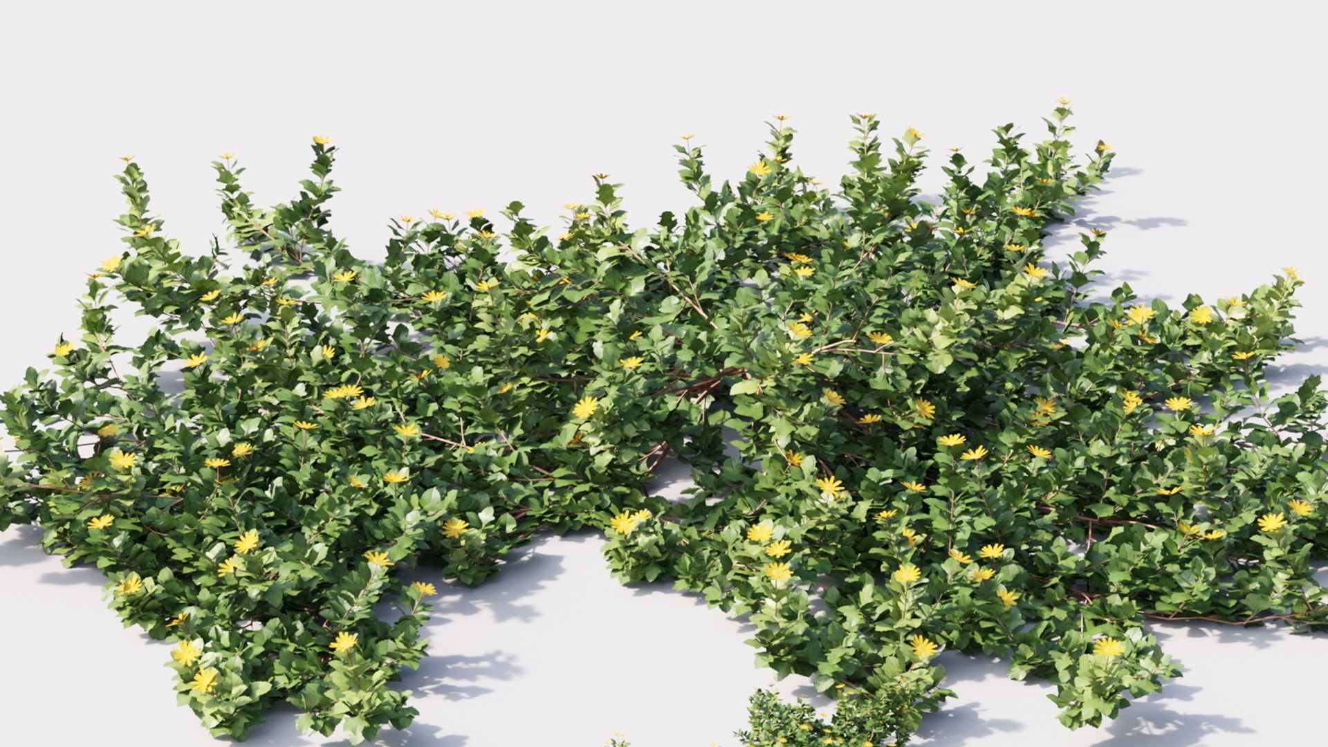 Wedelia Chinensis 3D Model - TurboSquid 1791195