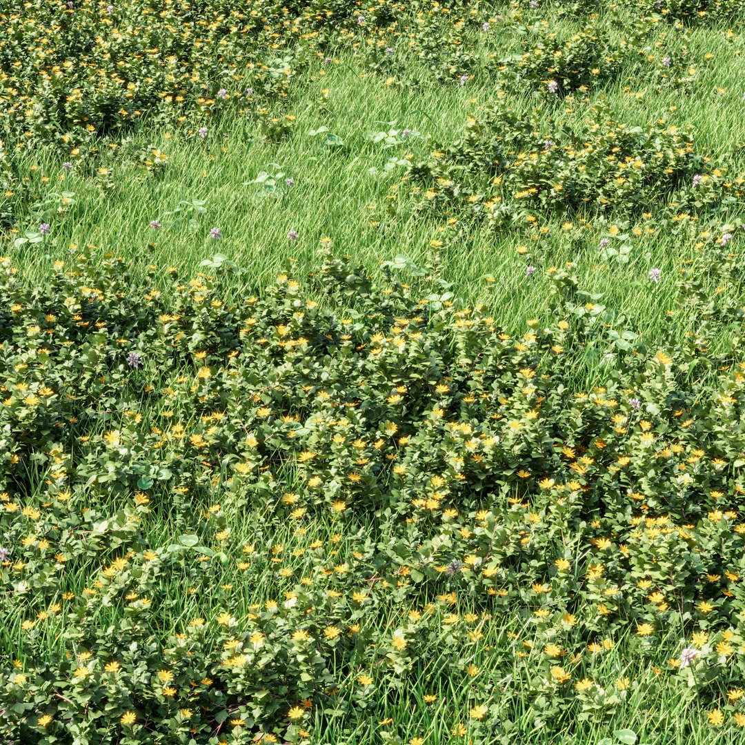 Wedelia Chinensis 3D Model - TurboSquid 1791195