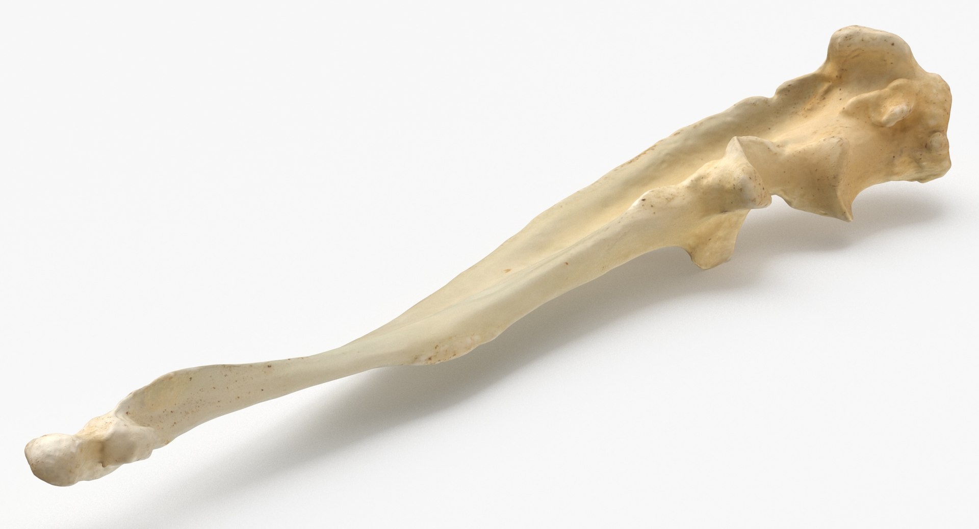 3D Model South American Coati Ulna Bone 01 - TurboSquid 1881092