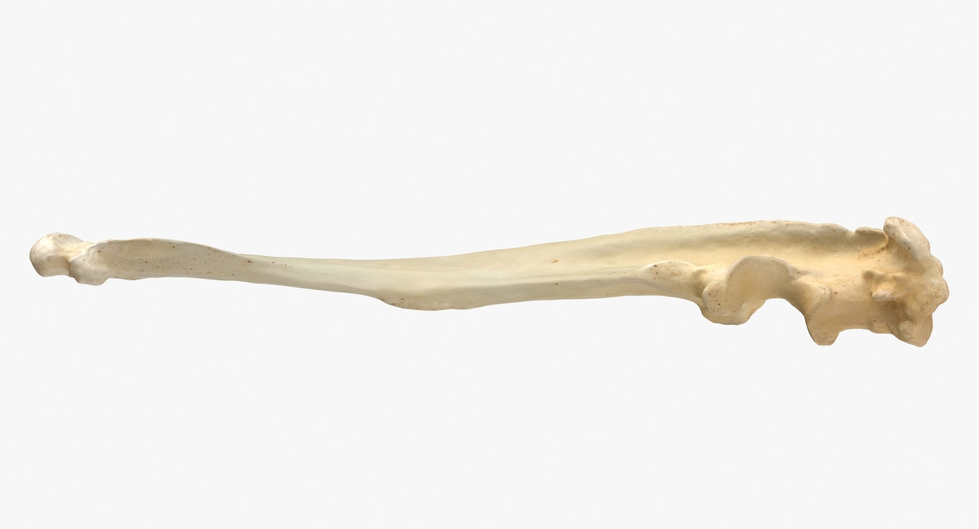 3D Model South American Coati Ulna Bone 01 - TurboSquid 1881092