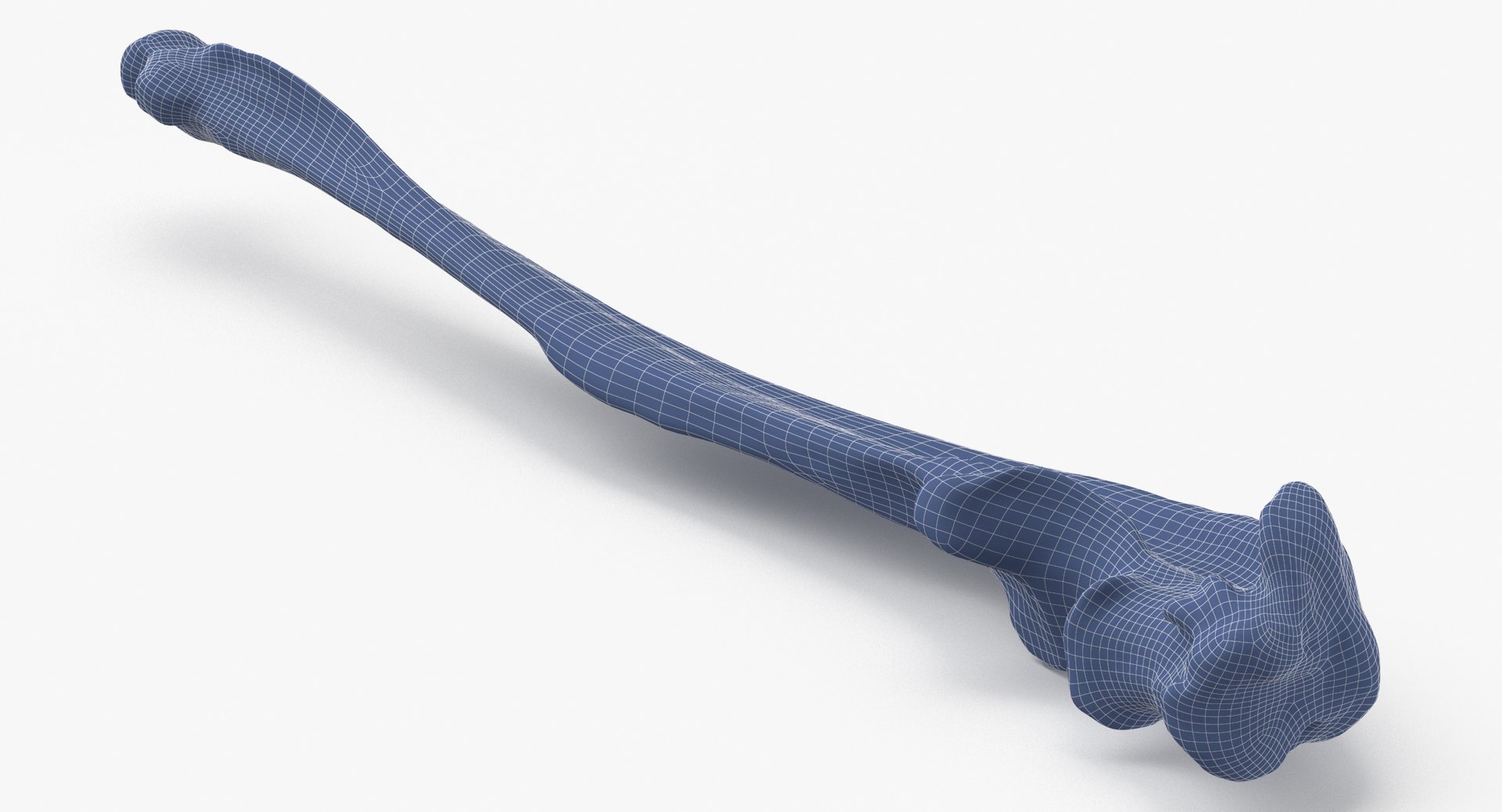 3D Model South American Coati Ulna Bone 01 - TurboSquid 1881092