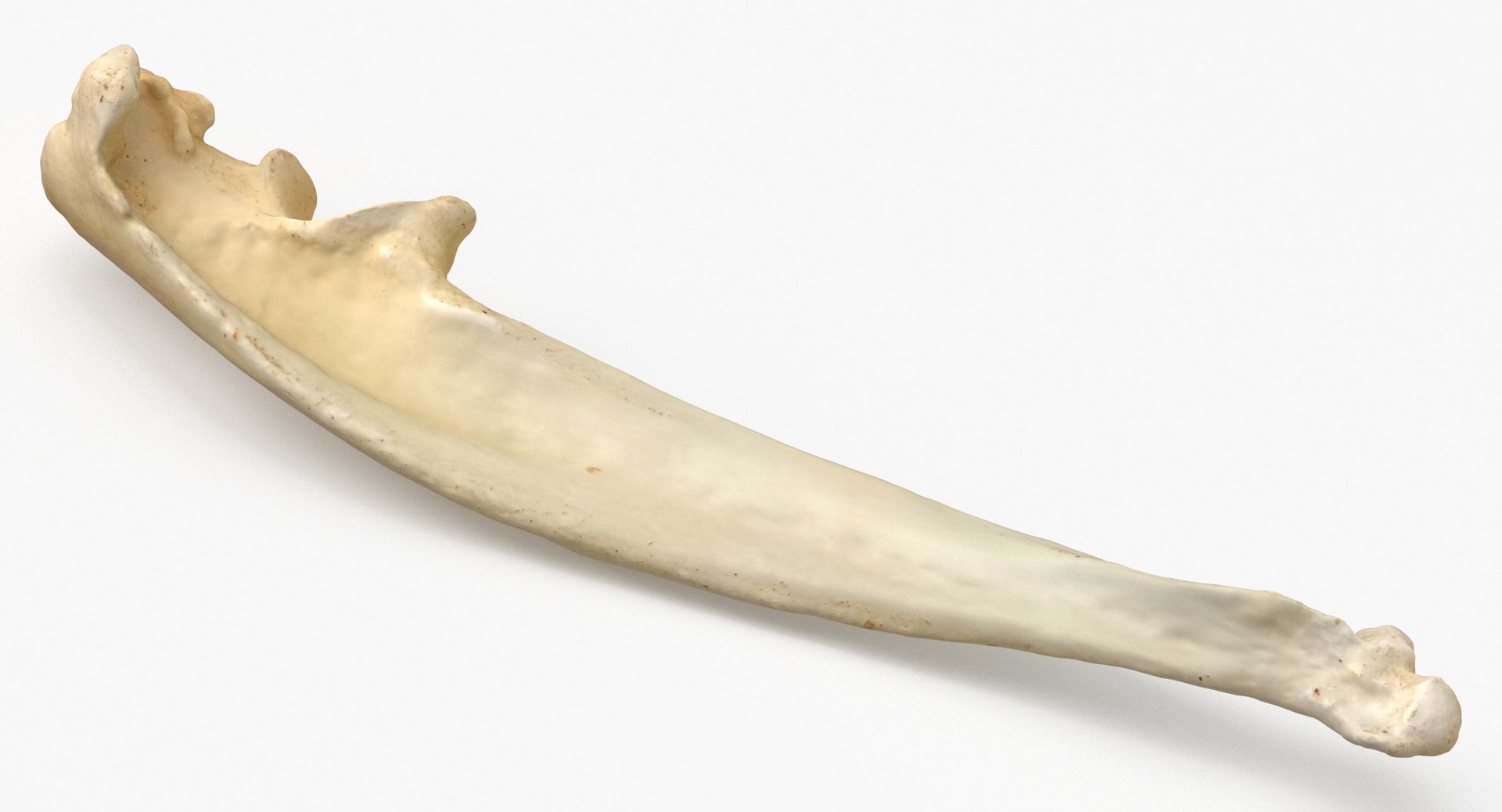 3D Model South American Coati Ulna Bone 01 - TurboSquid 1881092