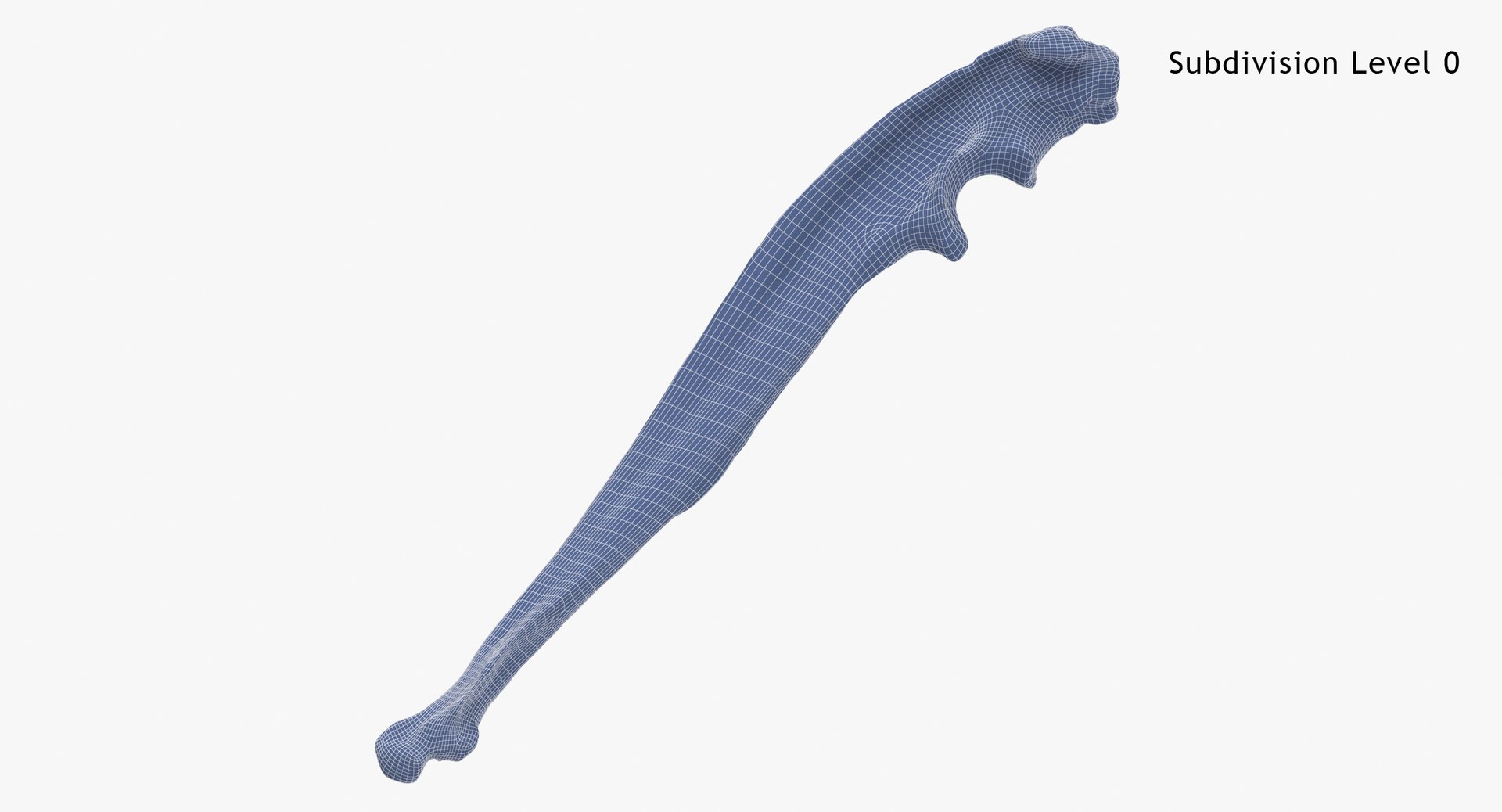 3D Model South American Coati Ulna Bone 01 - TurboSquid 1881092