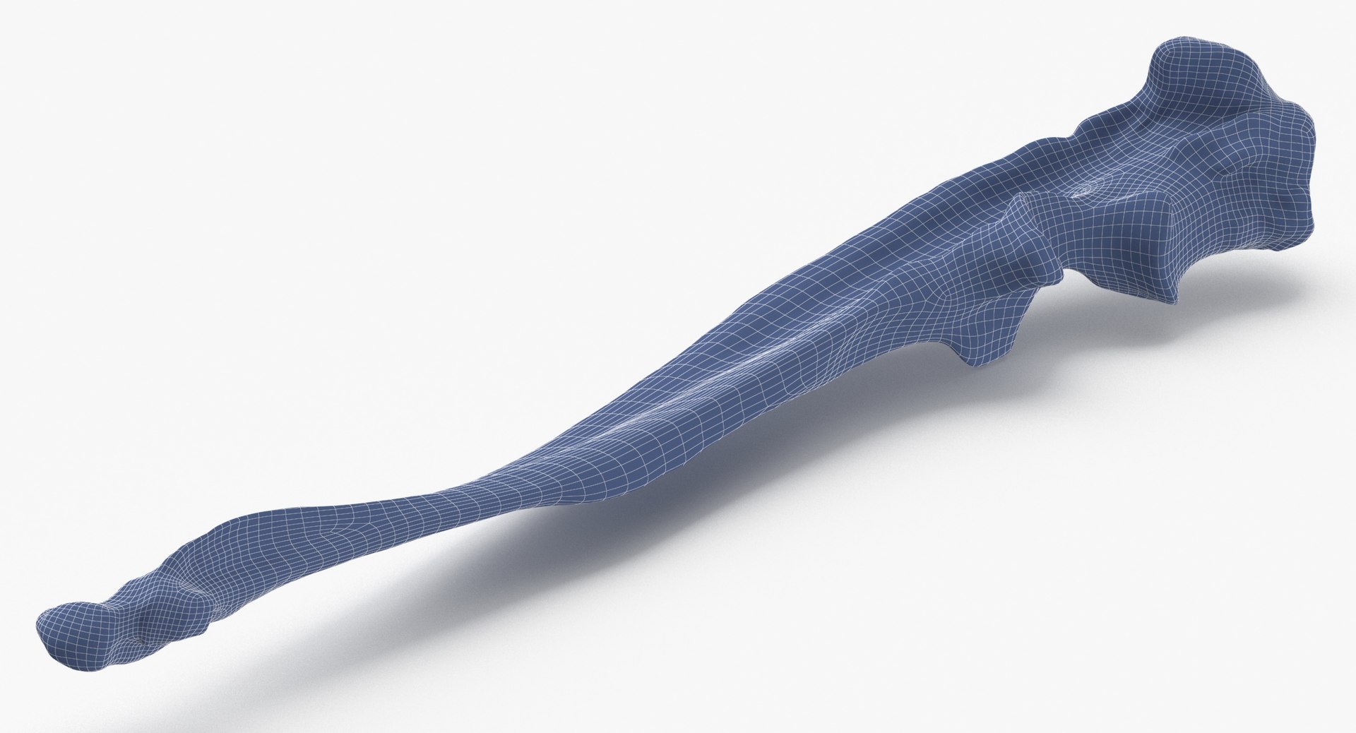 3D Model South American Coati Ulna Bone 01 - TurboSquid 1881092