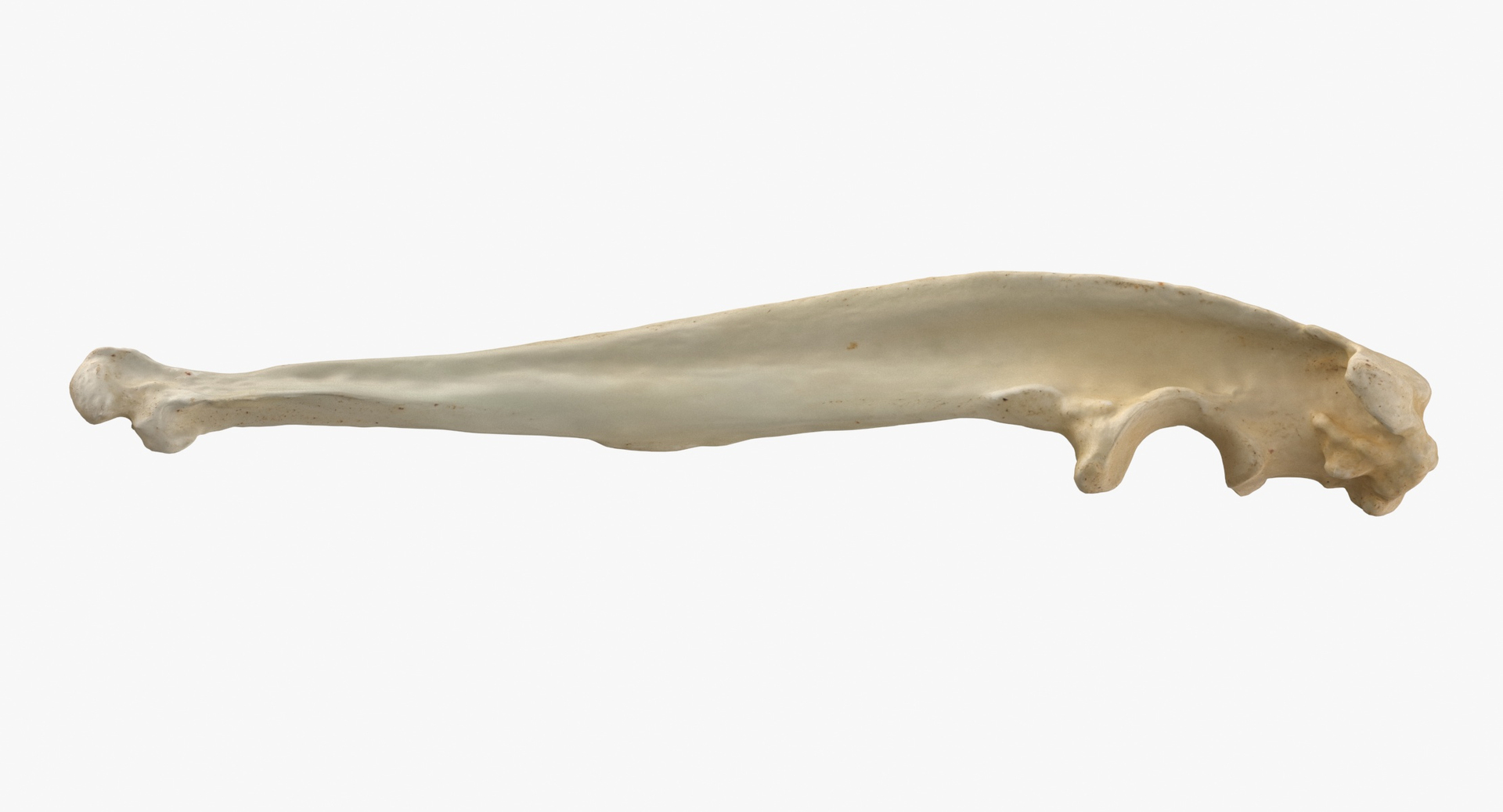 3D Model South American Coati Ulna Bone 01 - TurboSquid 1881092