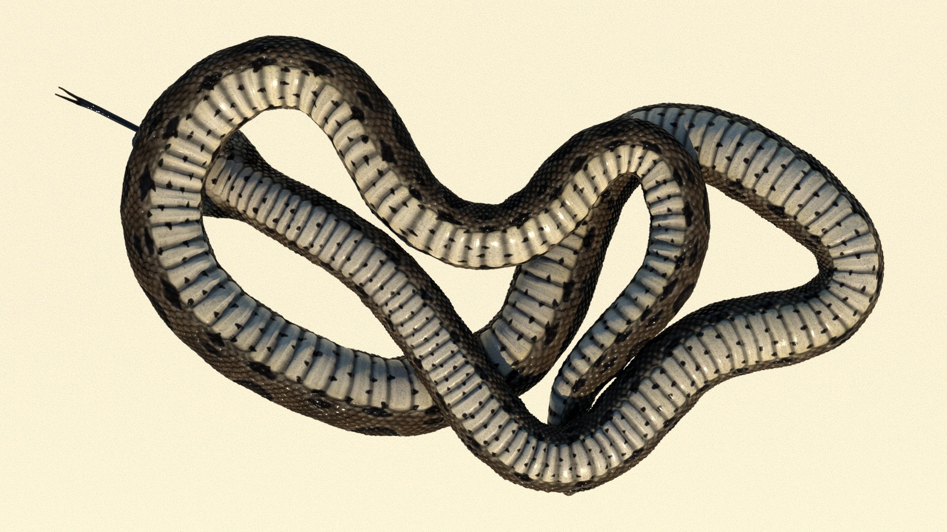 Rigged russell s viper animation 3D model - TurboSquid 1577615