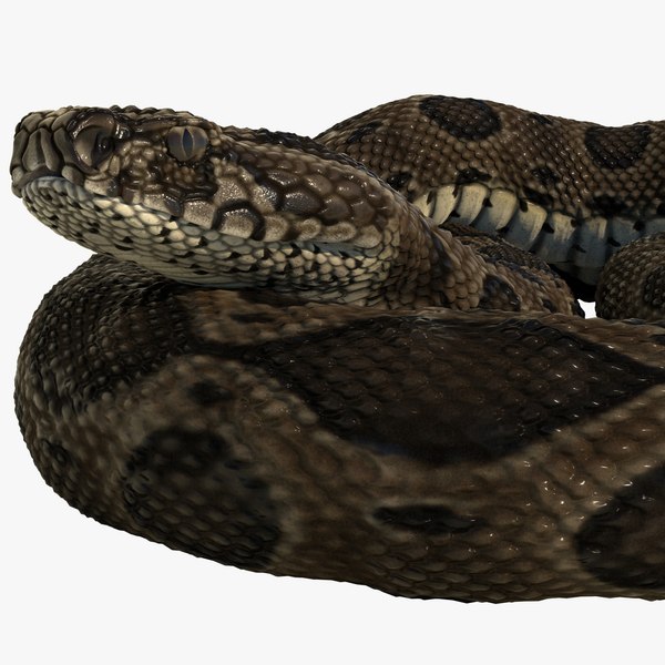 Snake 3D Models for Download | TurboSquid