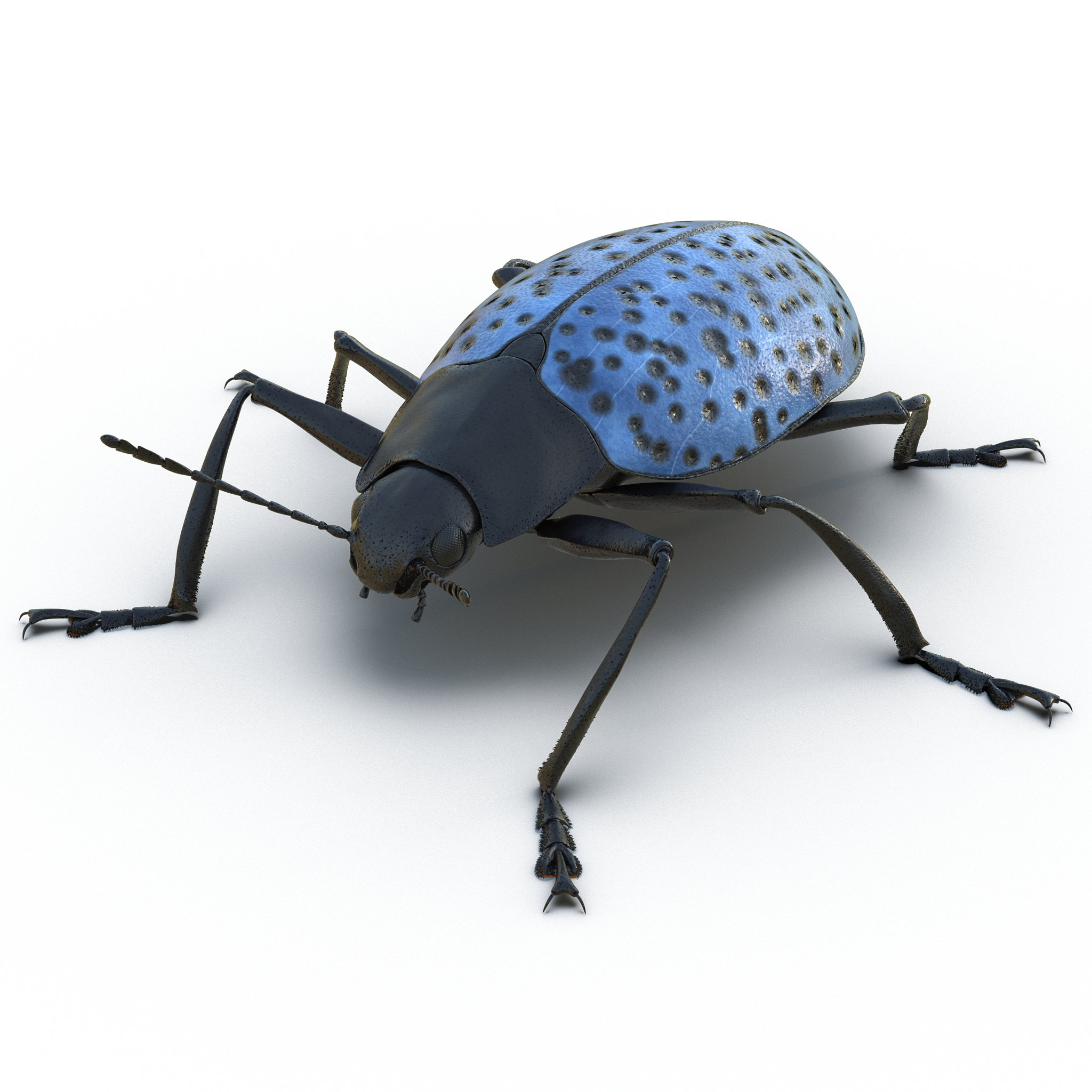 3d gibbifer californicus beetle rigged model