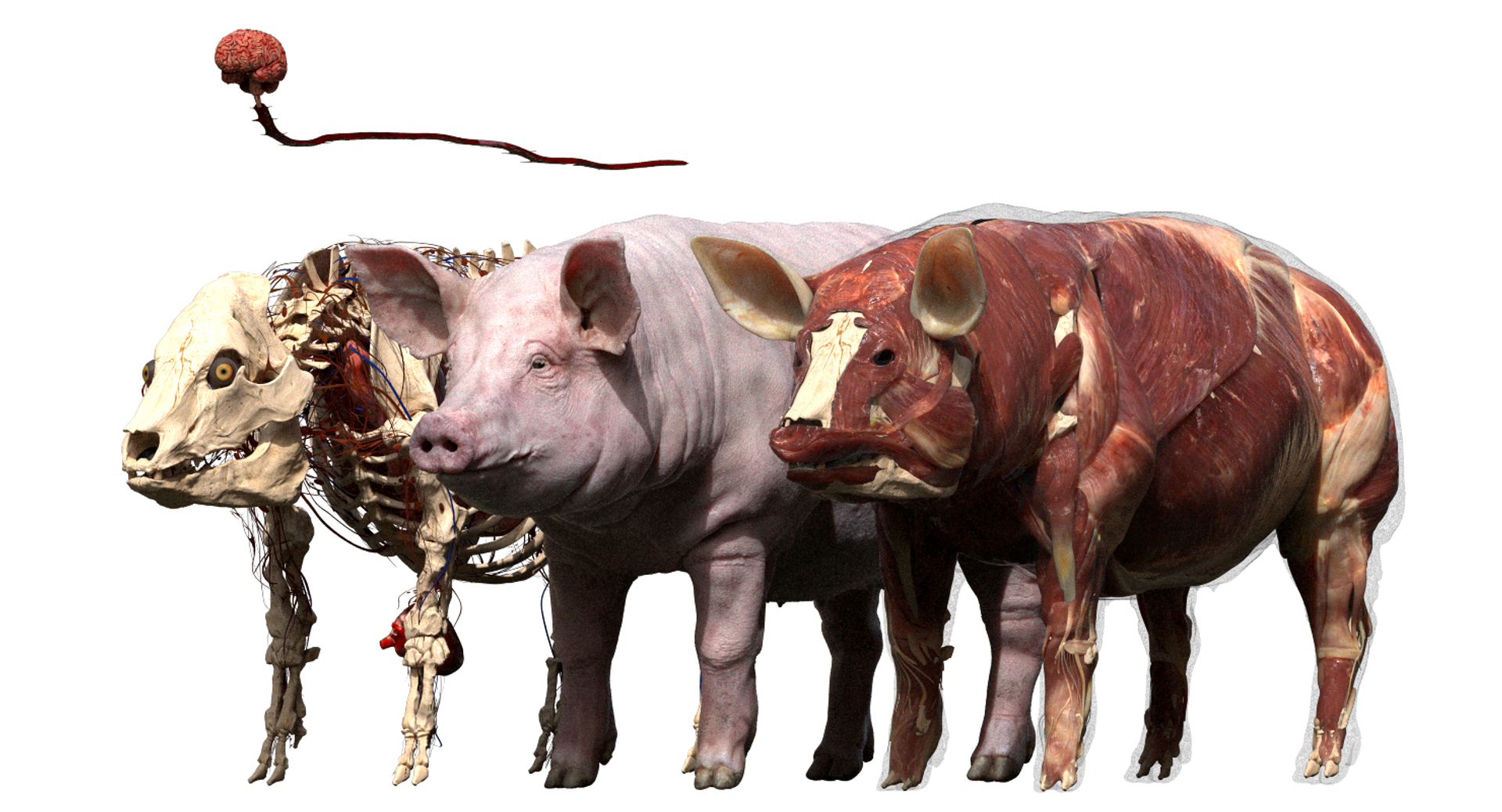 Pig 3D Model - TurboSquid 1387231