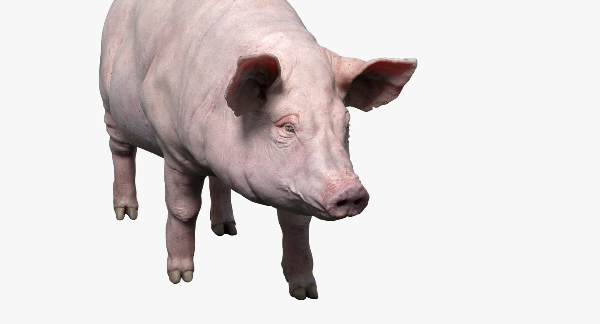 Pig 3D model - TurboSquid 1387231