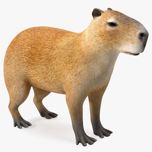 3D Capybara Rigged for Cinema 4D - TurboSquid 1958262