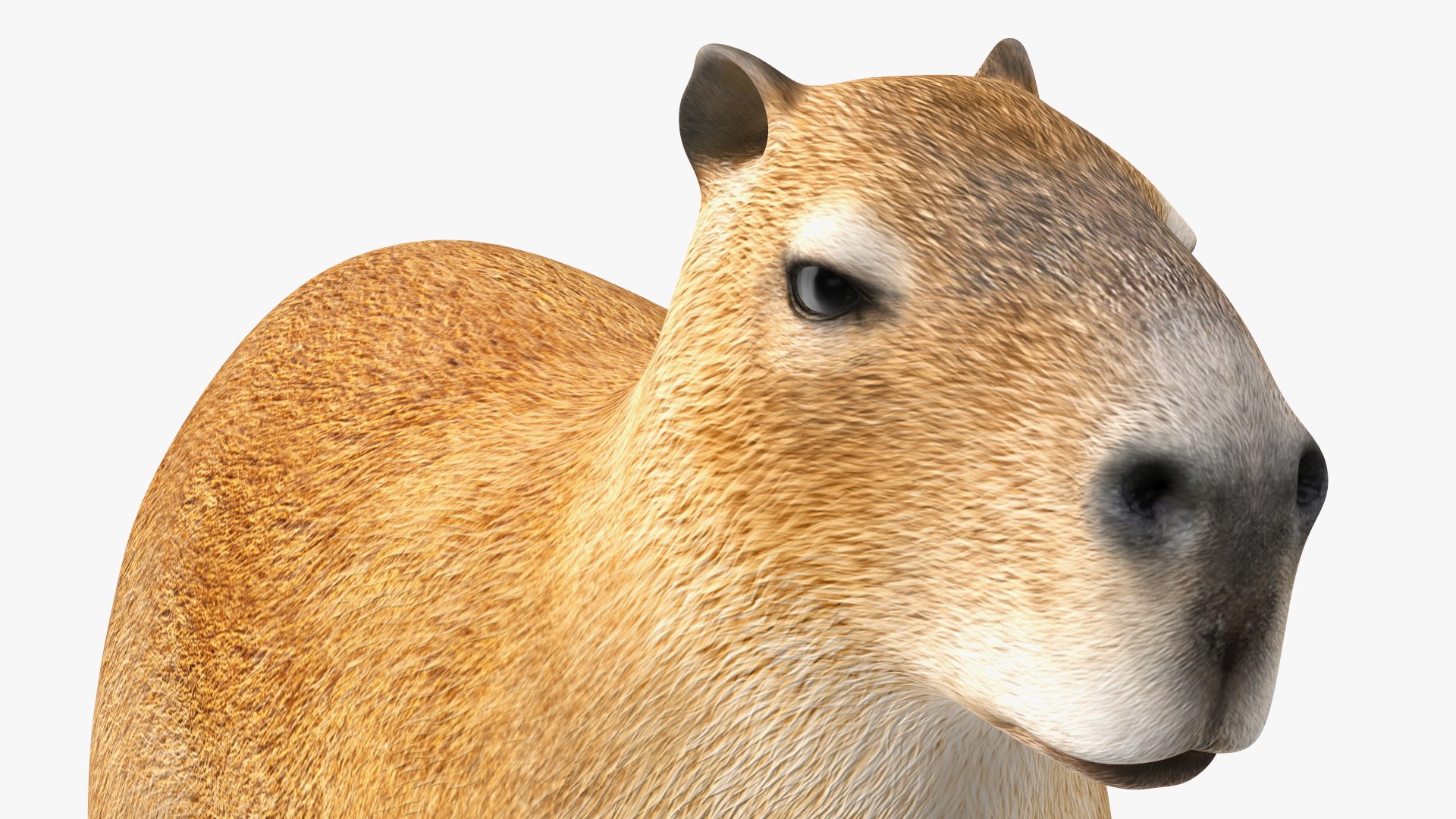 3D Capybara Model - TurboSquid 1943516