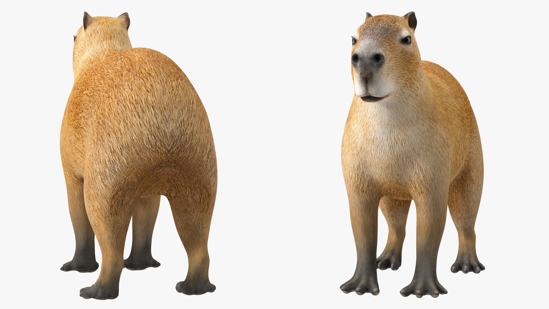 3D Capybara Model - TurboSquid 1943516