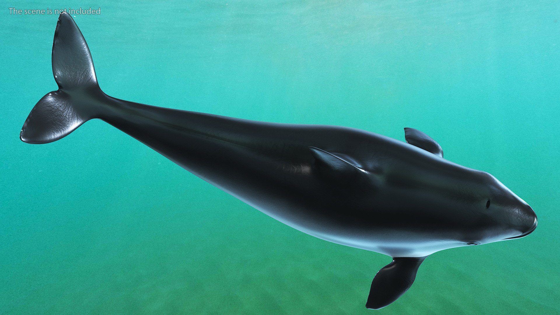 Vaquita Swimming Pose model - TurboSquid 2157016