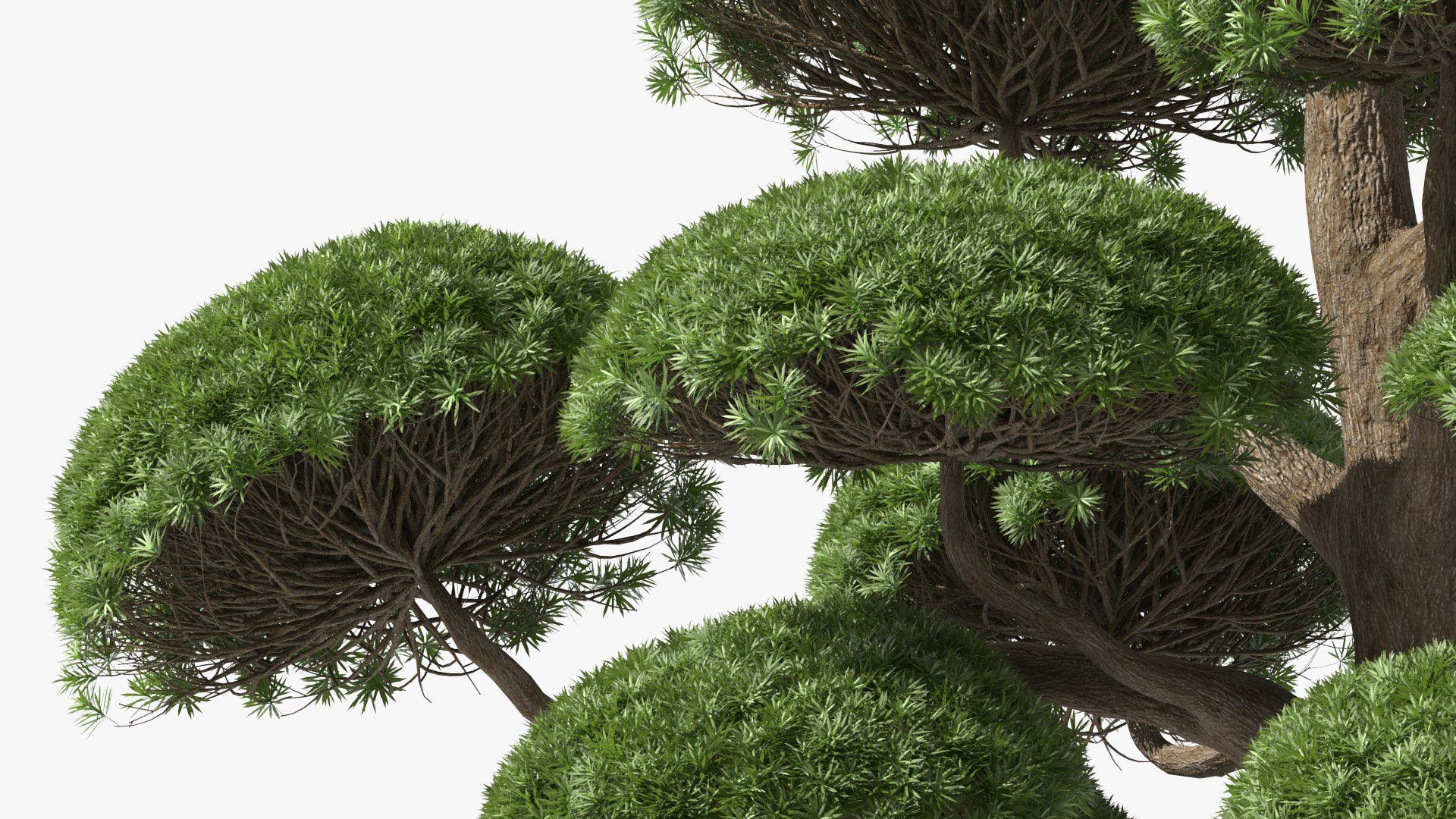 3D Podocarpus Big Tree model - TurboSquid 1771473