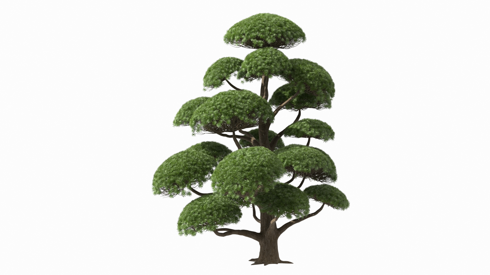 3D Podocarpus Big Tree model - TurboSquid 1771473