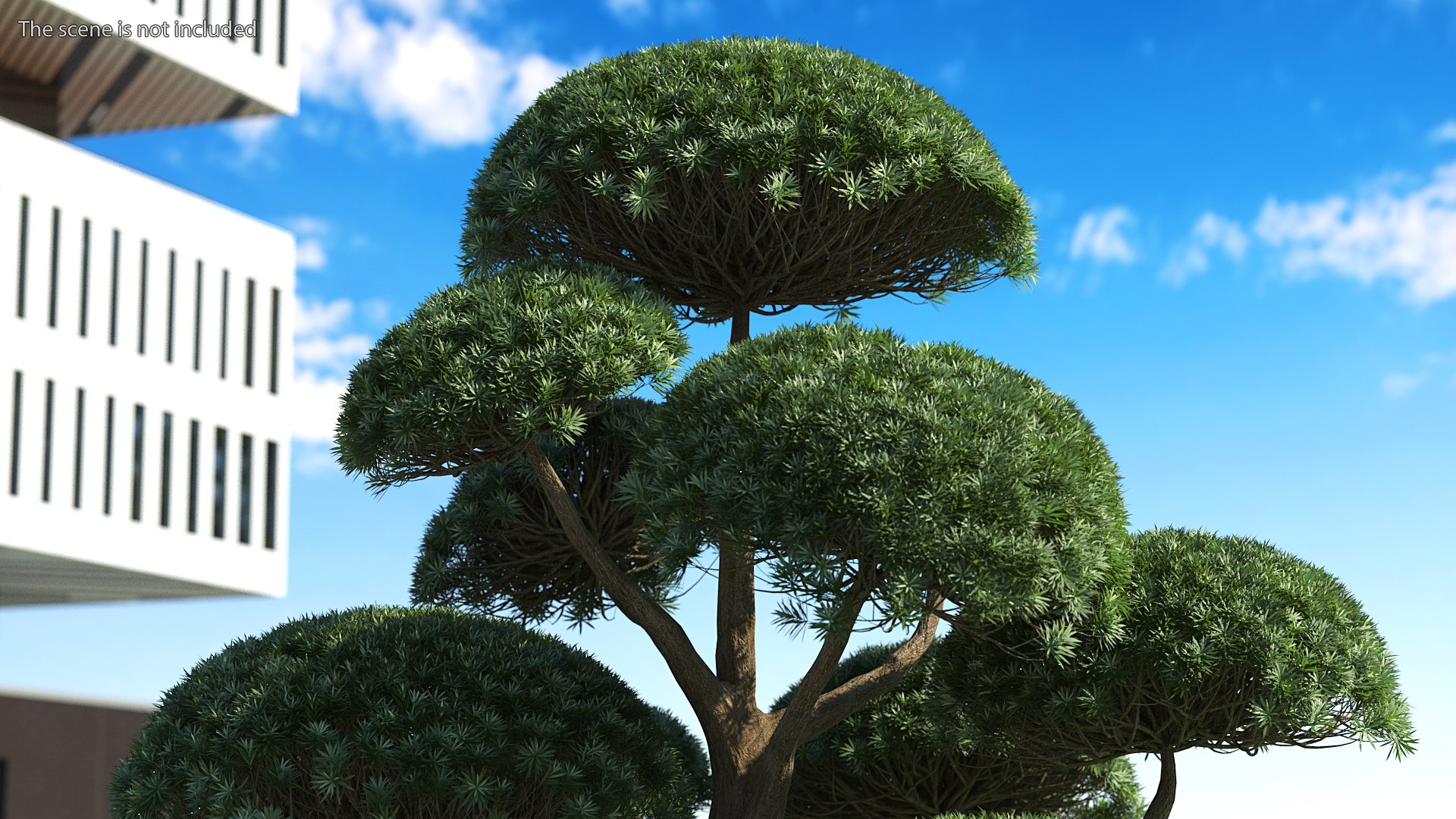 3D Podocarpus Big Tree model - TurboSquid 1771473