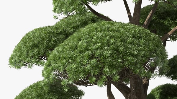 3D Podocarpus Big Tree model - TurboSquid 1771473
