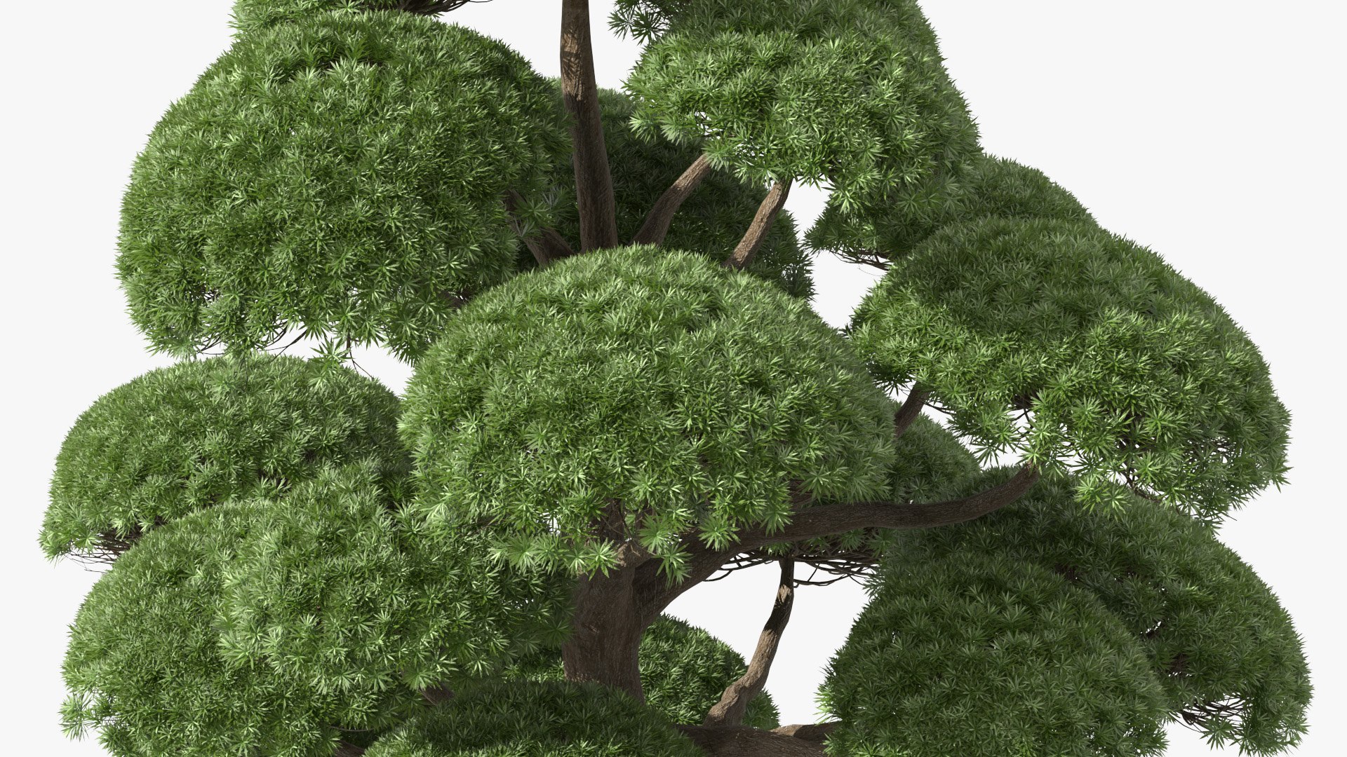 3D Podocarpus Big Tree model - TurboSquid 1771473