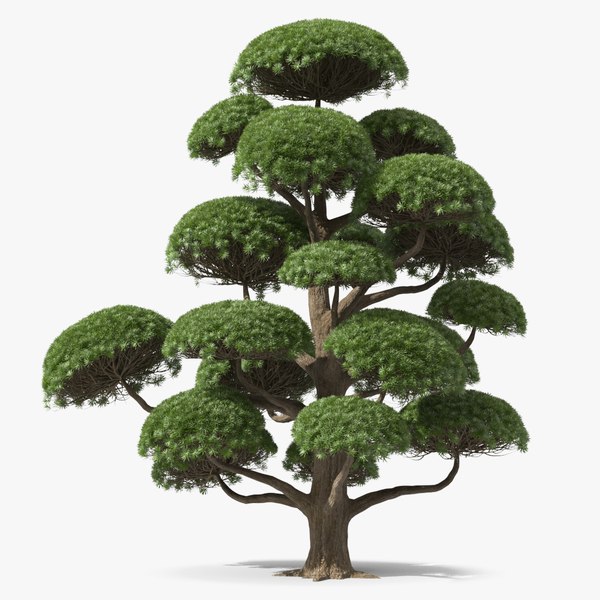 3D Podocarpus Big Tree model - TurboSquid 1771473
